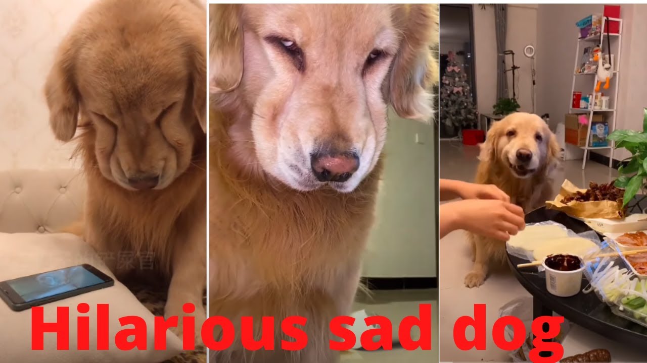 Hilarious sad dog - YouTube