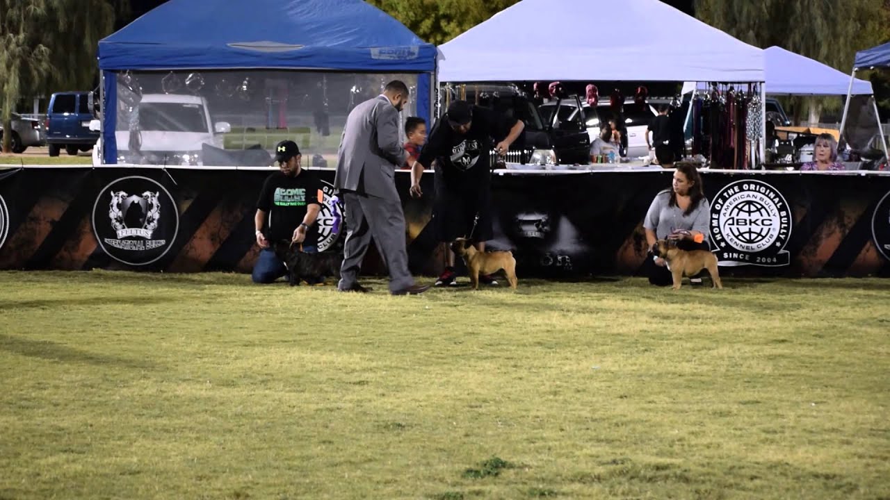 Best Of Breed Frenchie Show 1 , Las Vegas - YouTube