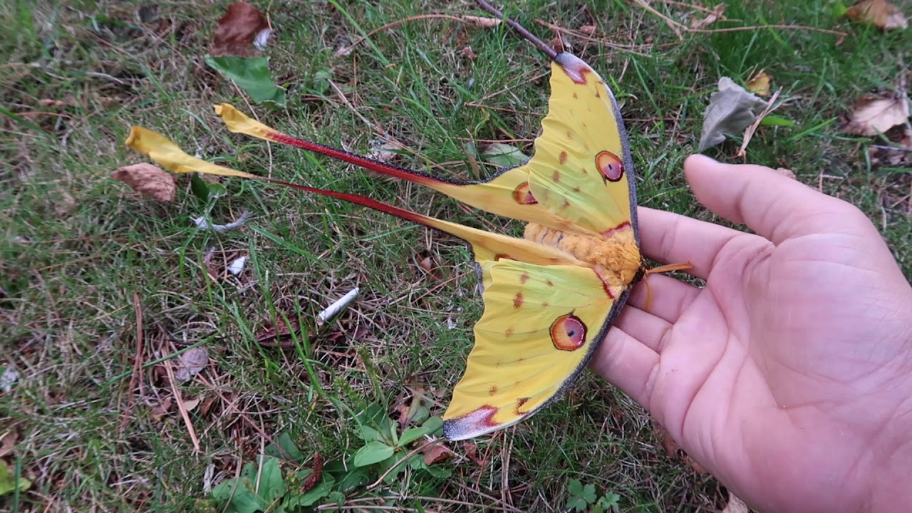 Gynandromorph: Argema mittrei (comet moth) - YouTube