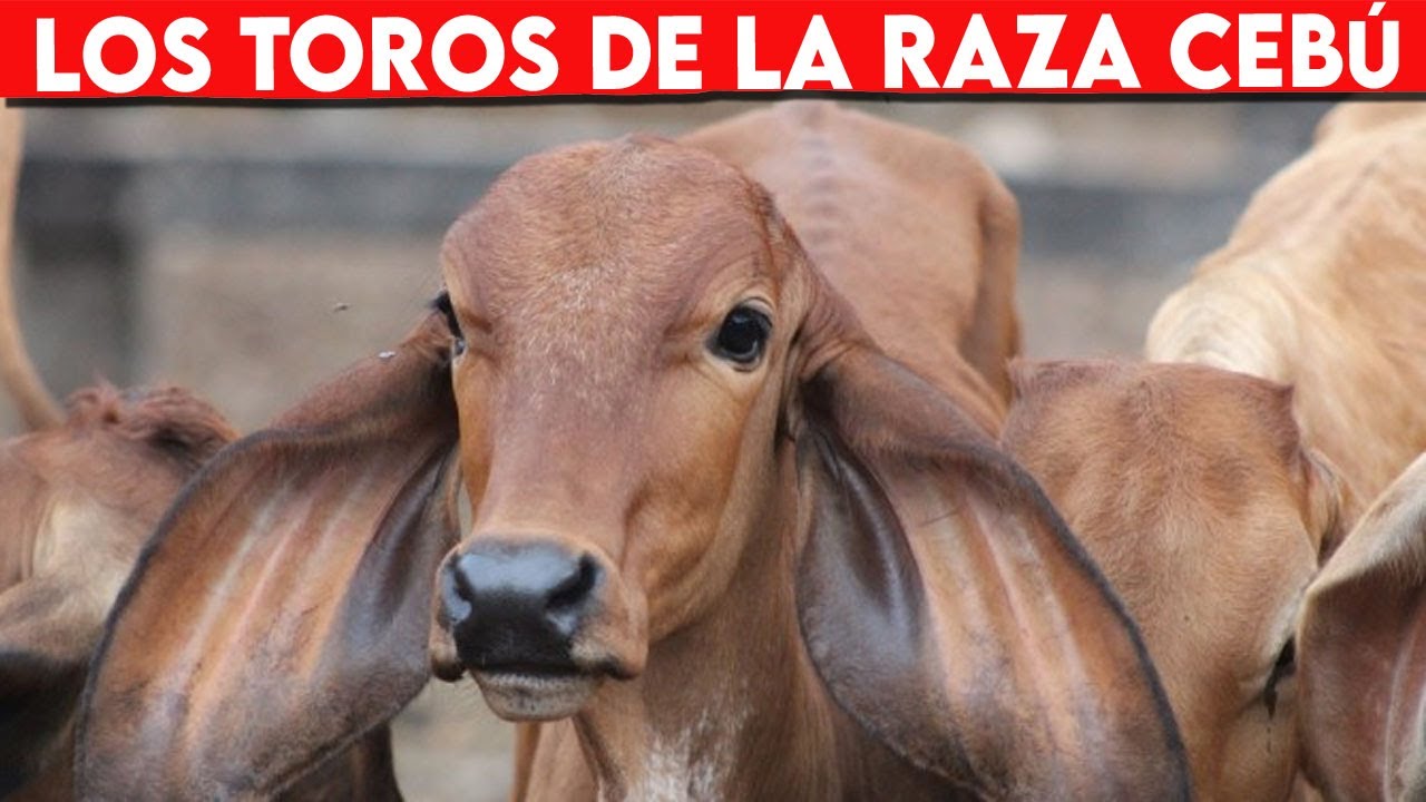 🔴 TOROS CEBU, Características, Cruces y Todo Lo Que Deberías Saber ...
