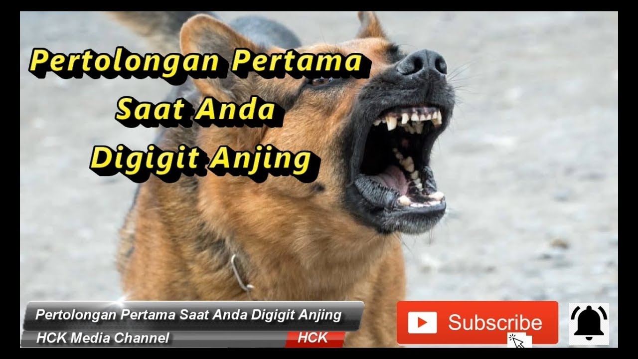 Pertolongan Pertama Saat Anda Digigit Anjing #tipskesehatan # ...