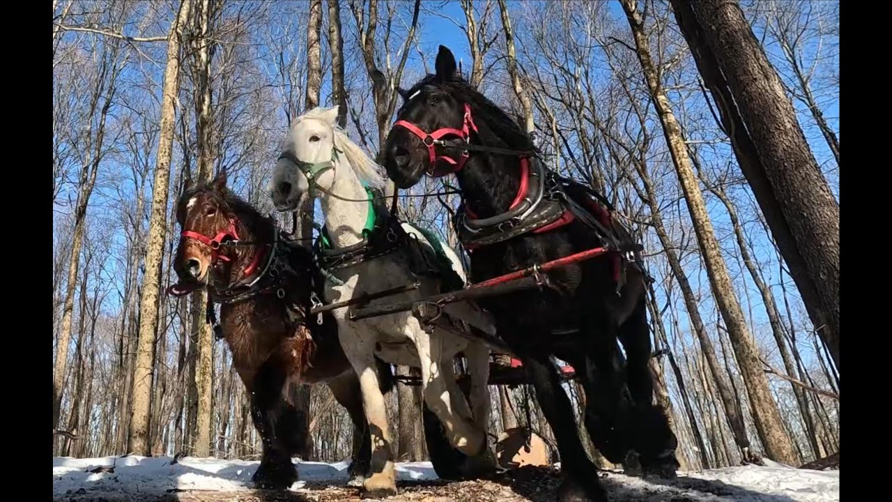 Logging With Horses. How I set up 3 abreast on the log arch. #65 - YouTube