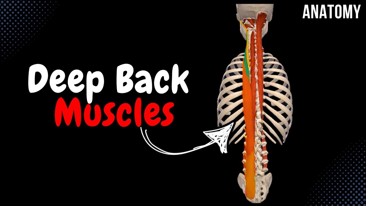 Deep Back Muscles (Division, Origin, Insertion, Function) - YouTube