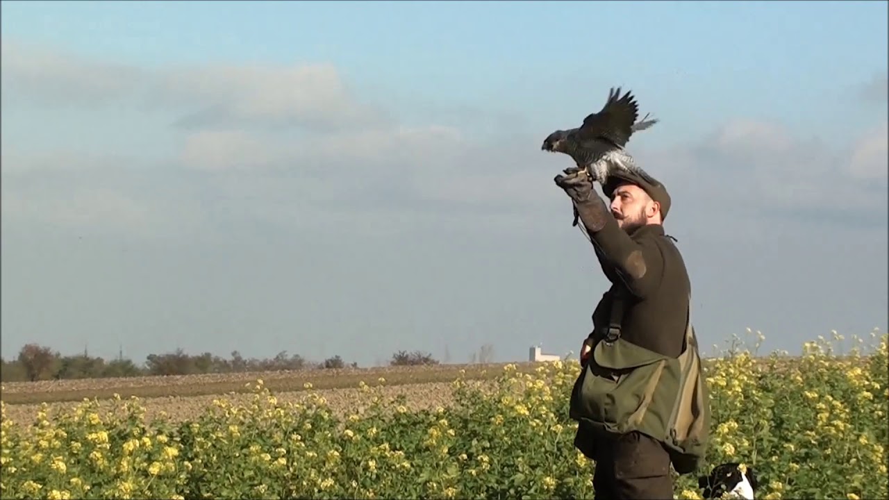 Falconry Hunting - Austria I 2016 - YouTube