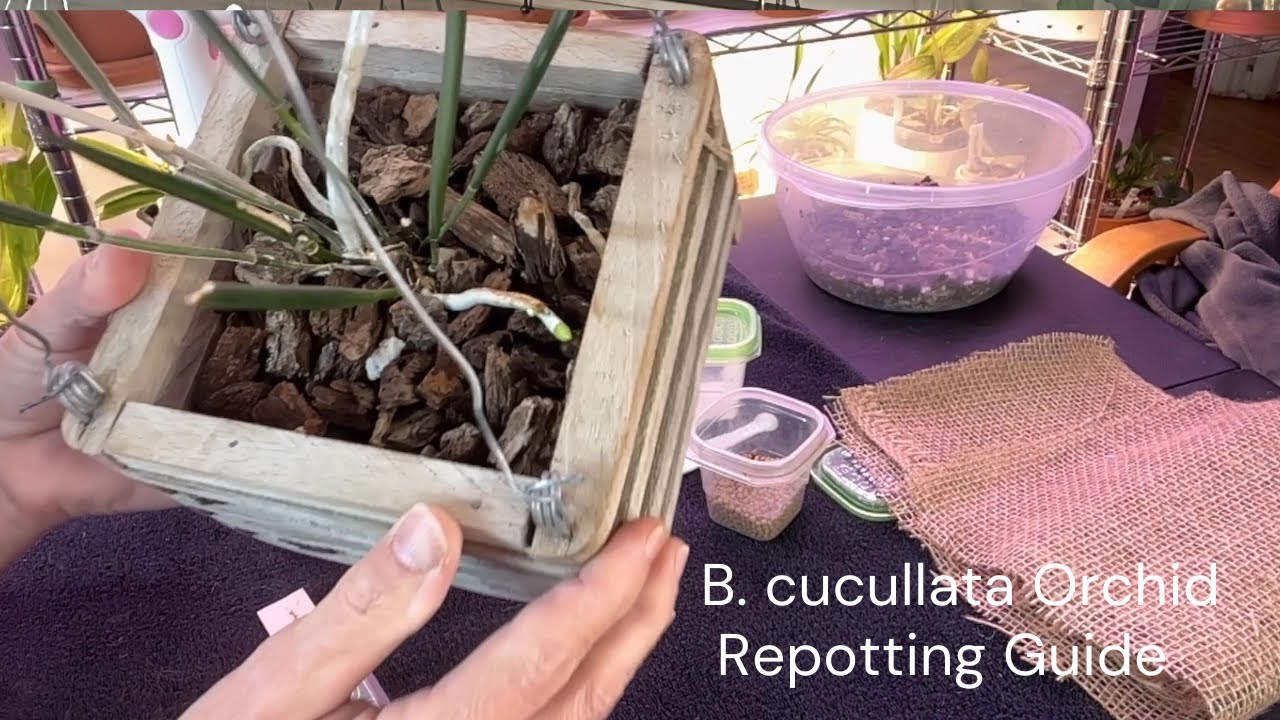 B cucullata 3 2024 Repot - YouTube