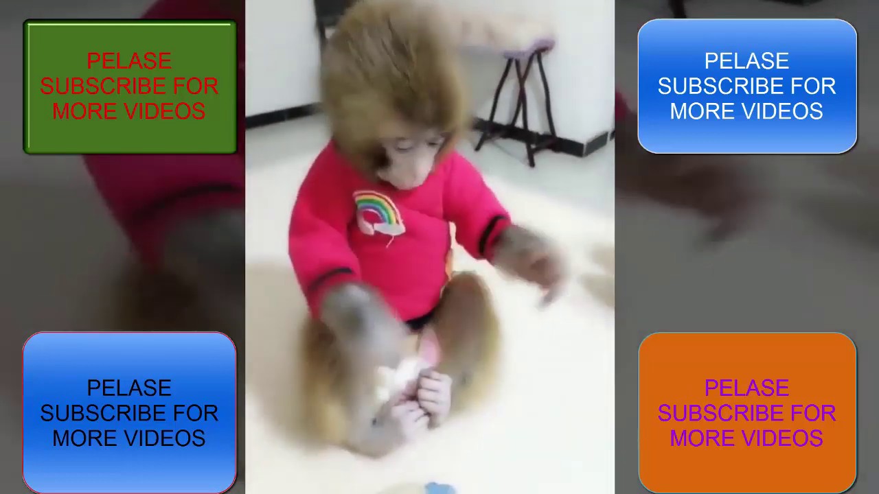 Pocket monkey eat everything Now. - YouTube
