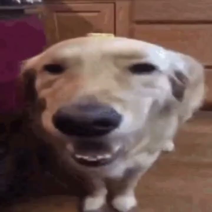 dog wit da butter - YouTube