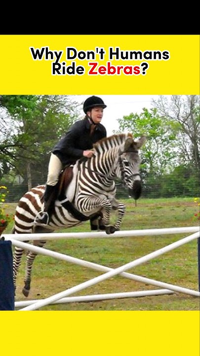 Why Don't Humans Ride Zebras - YouTube