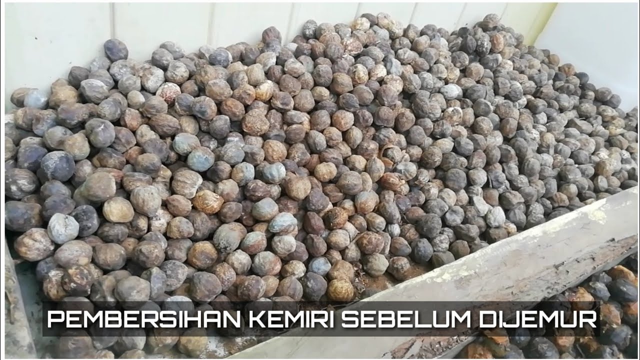PROSES Penting Dalam Pengelolaan Kemiri - Pembersihan Kemiri Sebelum ...