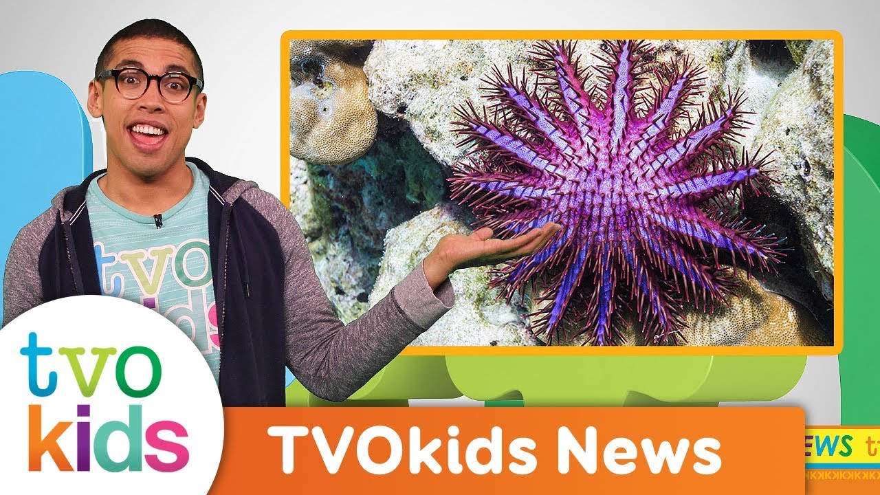 TVOK News - Coral Crisis & Meteor Shower - YouTube