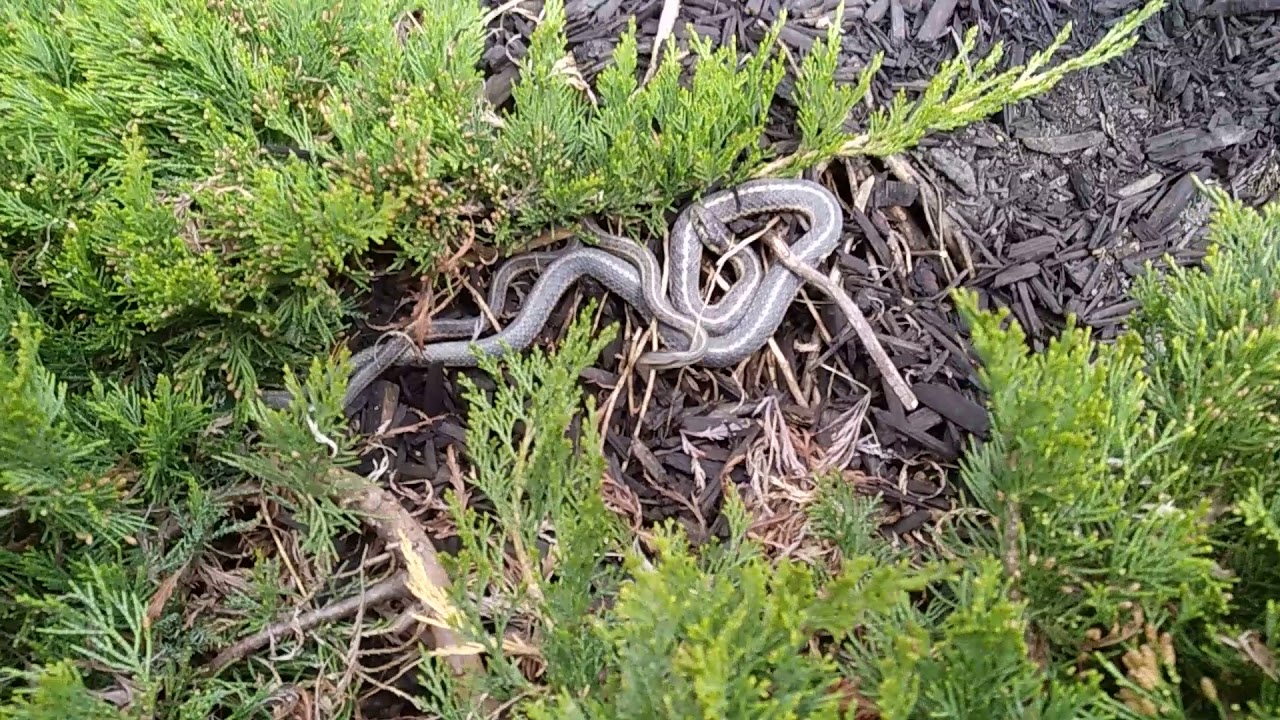 Spring Snakes - YouTube