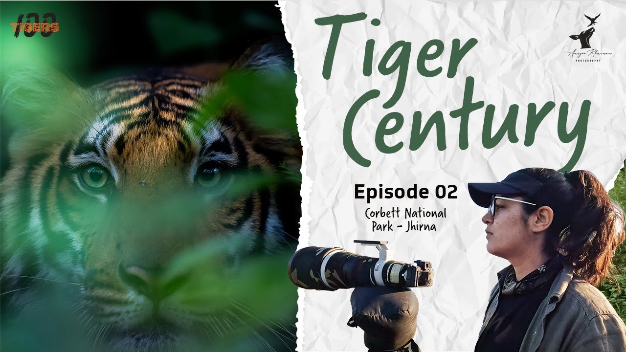 Surprise encounter of a Shy Tigress in Corbett | Tiger Century EPISODE ...