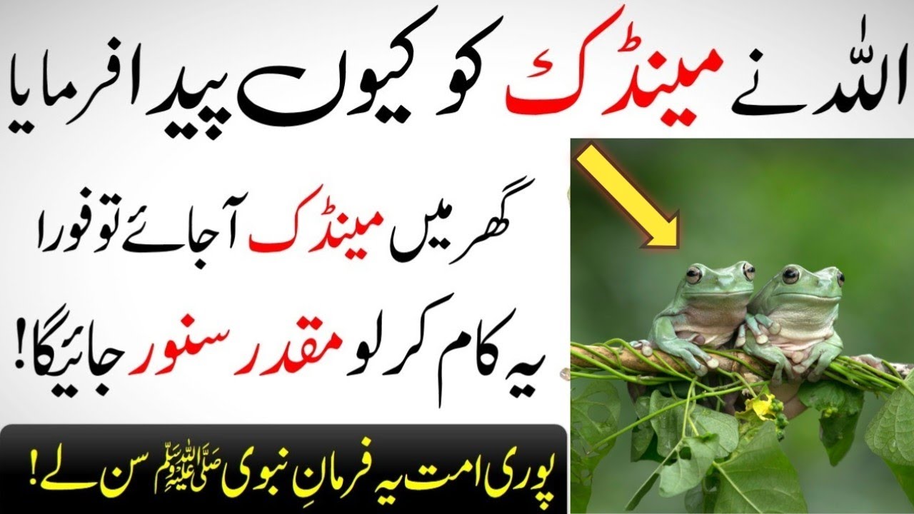 Why Did Allah Create The Frog | Nabi Saw Ka Yeh Farman Pori Ummat Sun ...