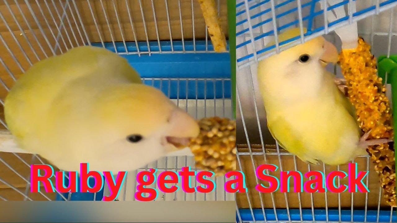 Ruby Gets a New Snack Stick - YouTube