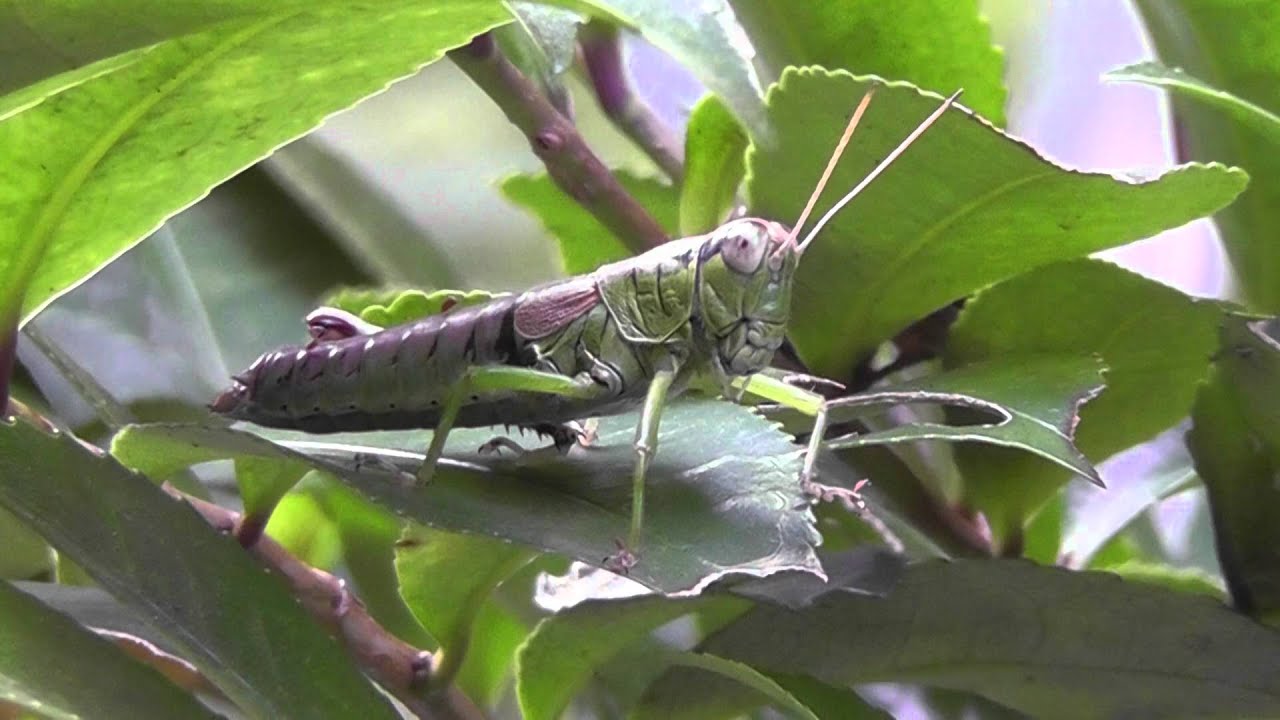 🐝 Japan Grasshopper - Order Orthoptera - Real Japan Monsters - YouTube