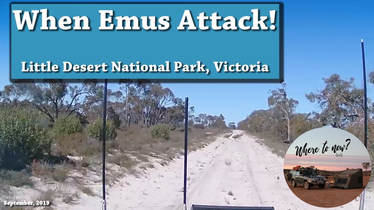When Emus Attack - You won't believe how many there are! - YouTube