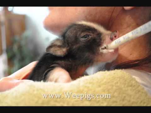 Feeding the smallest runt potbelly piglet.She was tiny! - YouTube