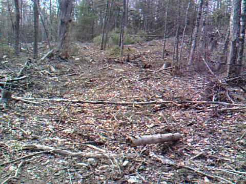 WOLF-LIKE CREATURE - YouTube