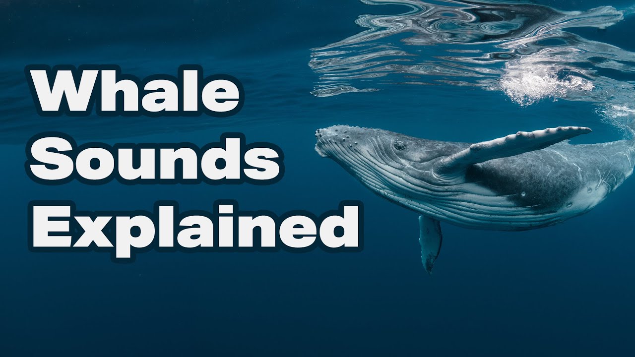 Soothing Science - Falling Asleep to Whale Sounds - YouTube