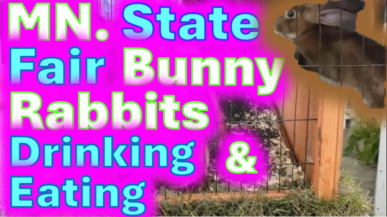 MN. State Fair Bunny Rabbits Drinking and Eating - YouTube