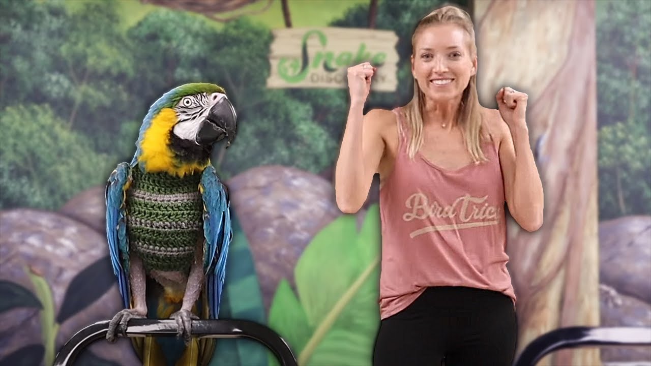 Are Some Birds Just UNTRAINABLE? | Cheyenne the Snake Discovery Macaw ...