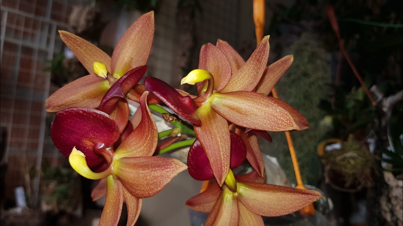 Cycnodes Taiwan Gold Orange-Первое цветение и Уход😍 - YouTube