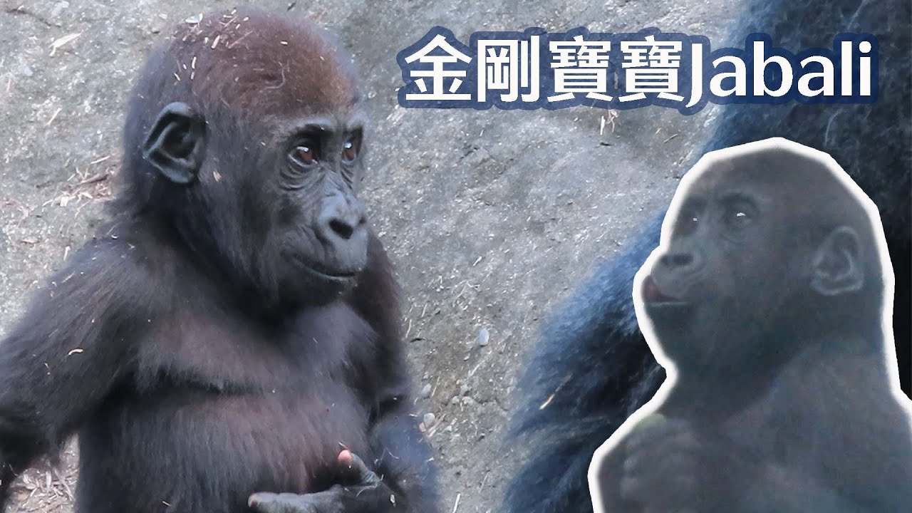金剛寶寶Jabali-Baby gorilla Jabali - YouTube