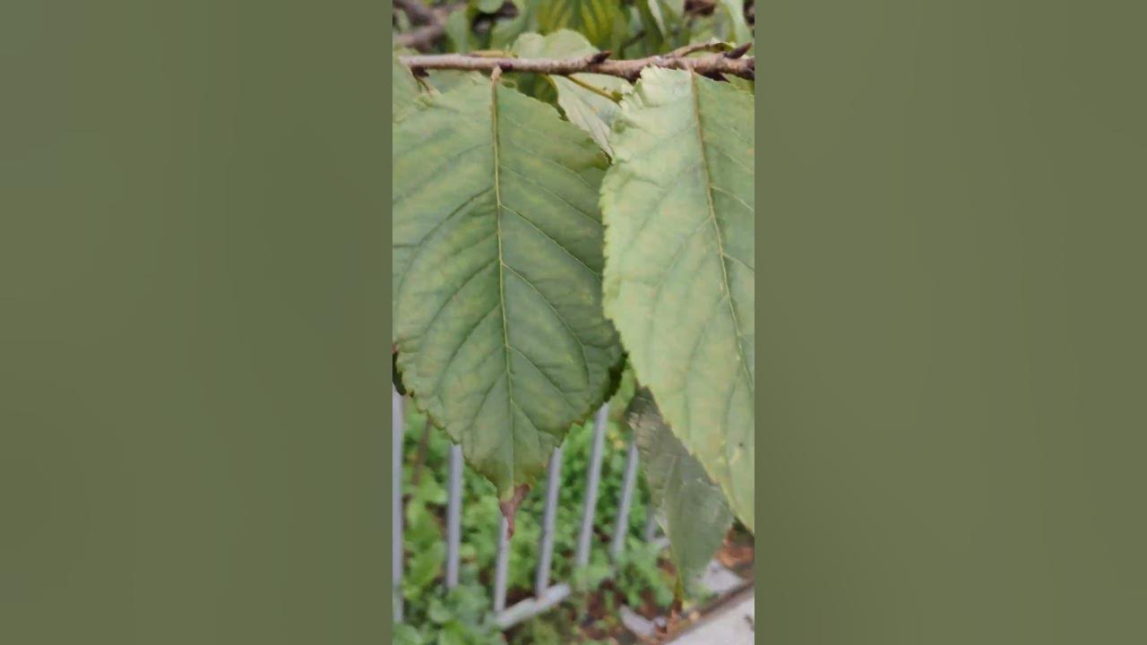 Цветущая горная вишня 山櫻花 P. serrulata street tree VID20240923170622 ...