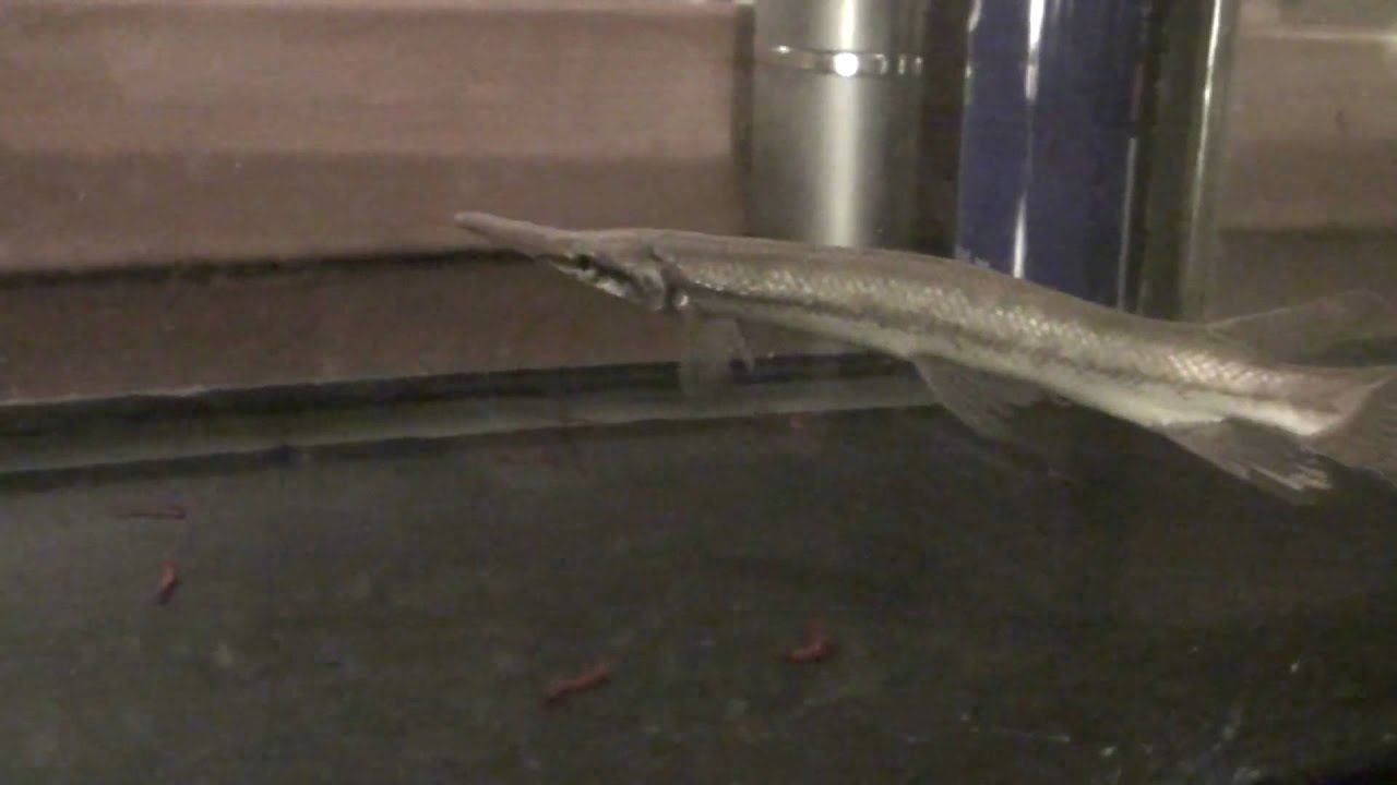 baby alligator gar - YouTube