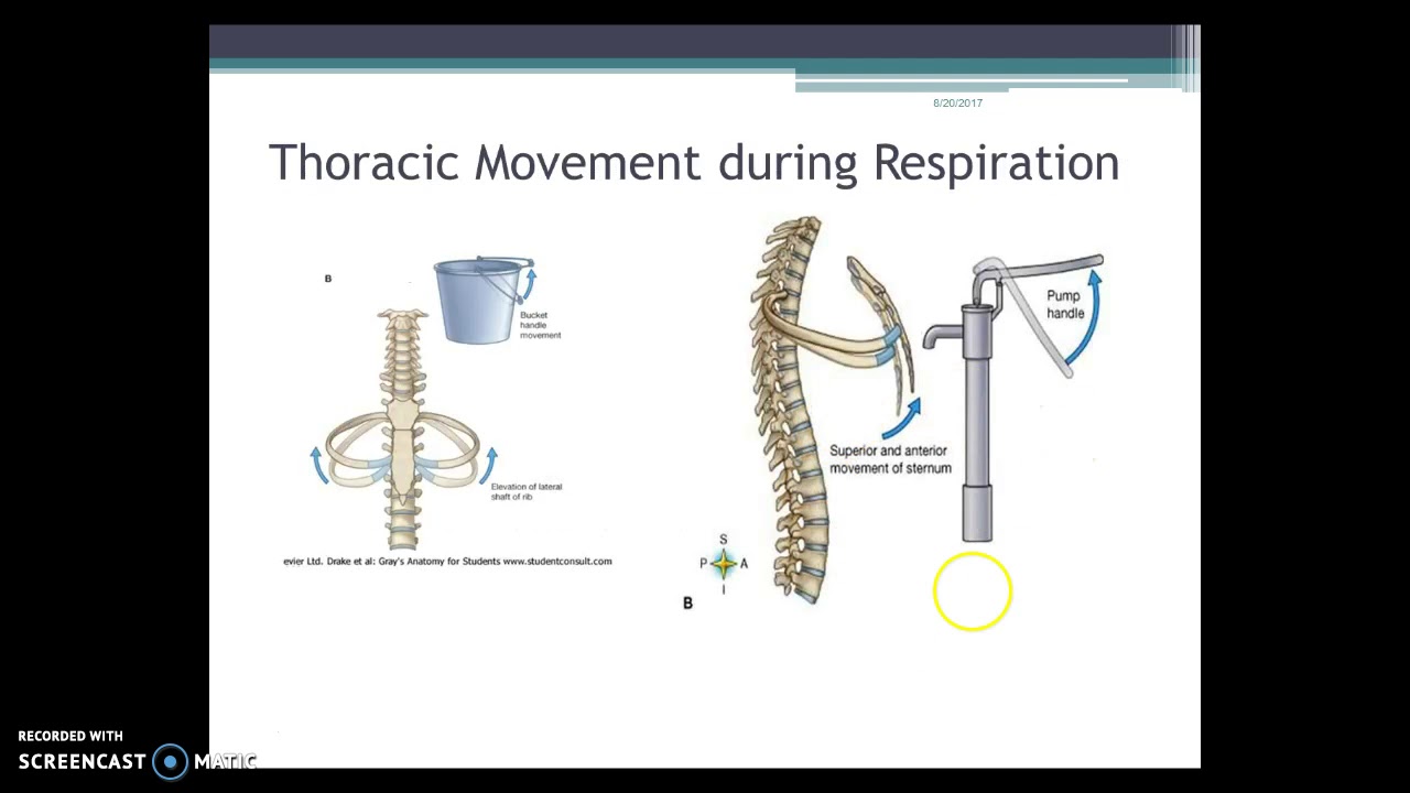 Thoracic Spine Anatomy Review - YouTube