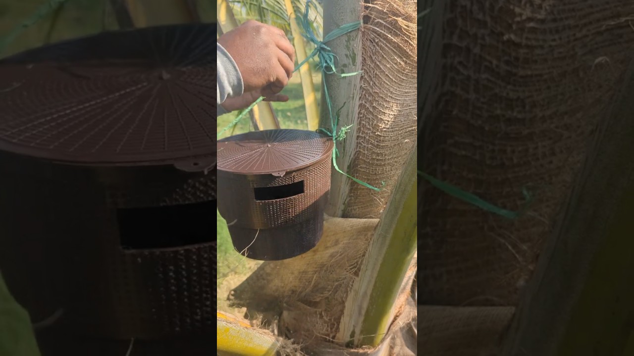 Coconut Rhinoceros Beetle Bucket Trap #agriculture#farming#ITvivasaayi# ...