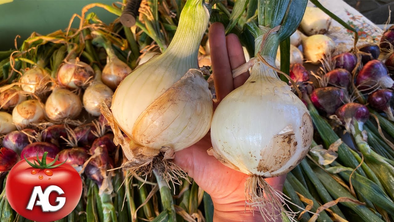 When to harvest onions All the secrets of proper harvesting and storage ...