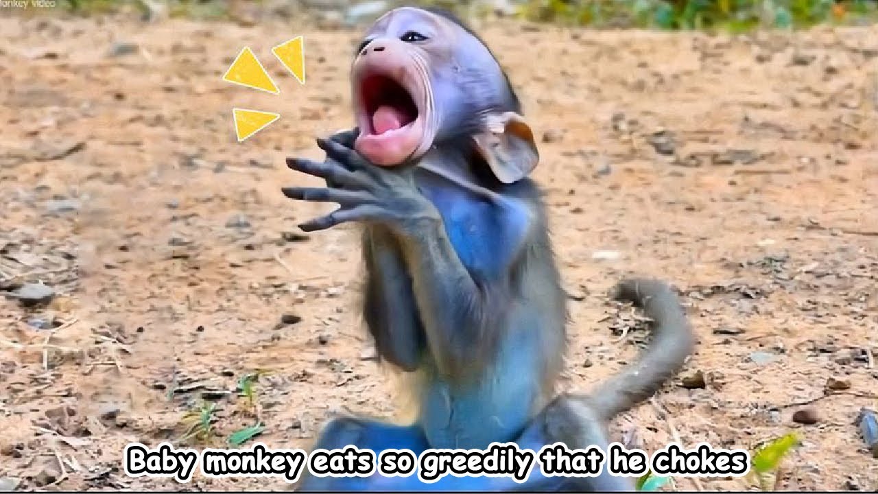 The life of wild animals in the forest.The greedy monkey choked on his ...