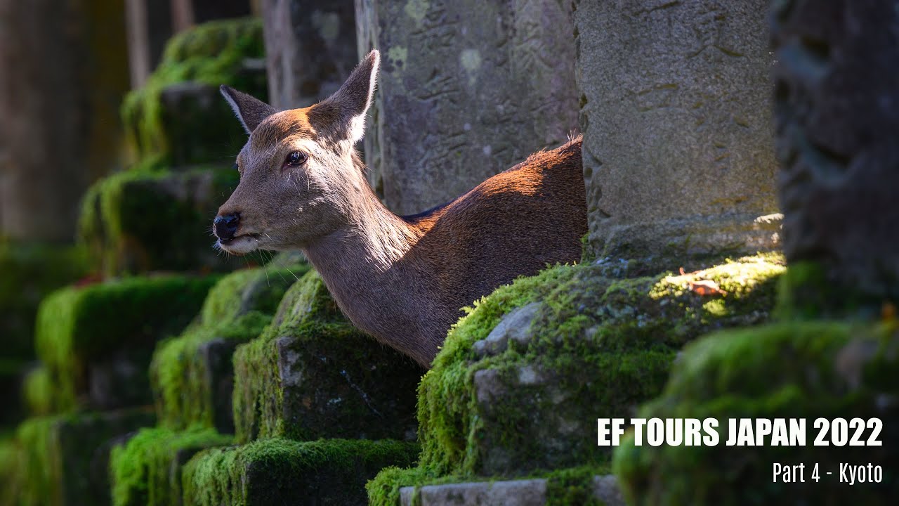 Ef Tours 2022