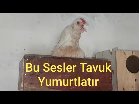BU SESLERİ DİNLET TAVUKLARIN YUMURTLASIN