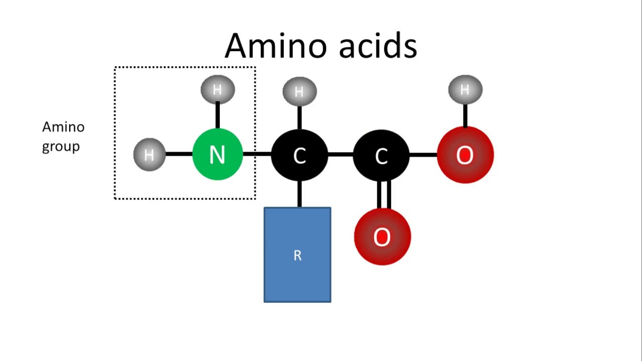 Biochemistry | The basic structure of amino acids - YouTube