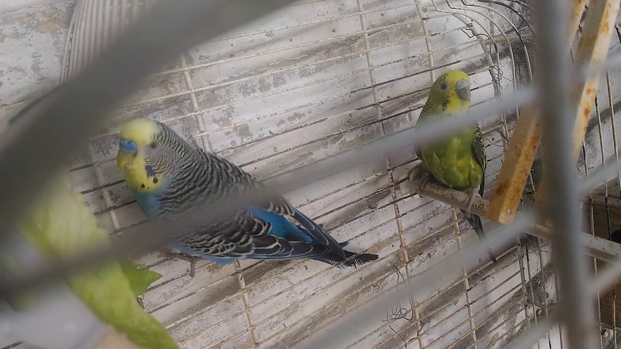 Volvemos +comiendo lechuga+ hachy y amigos . - YouTube