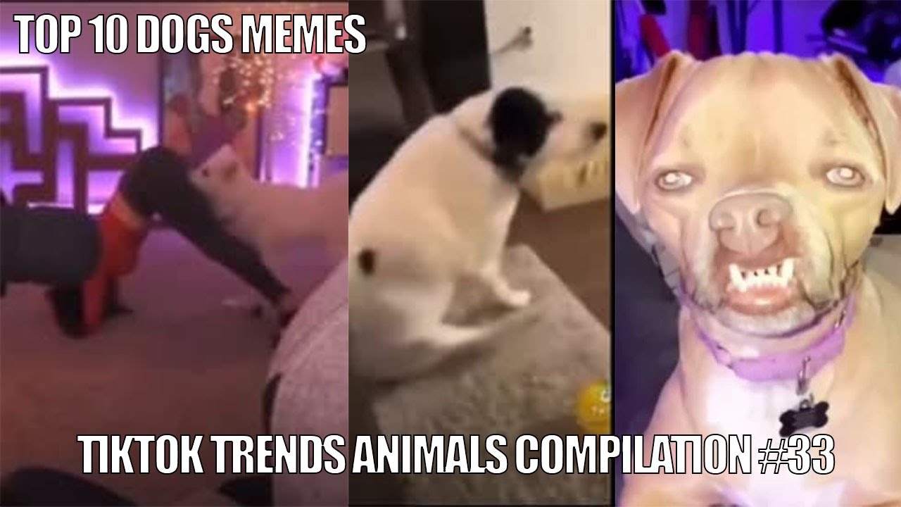TOP 10 DOGS MEMES VIDEO ON TIKTOK | FUNNY COMPILATION | TIKTOK TRENDS ...