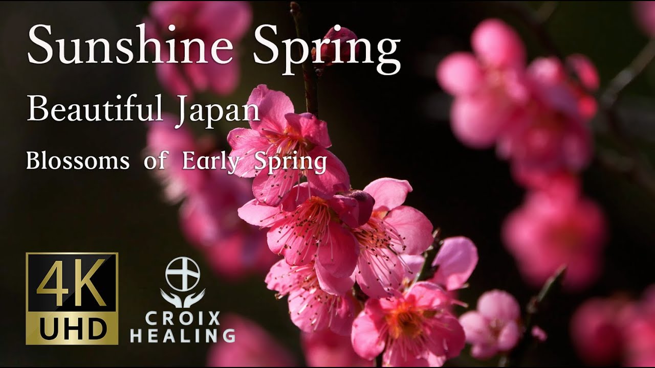 【Sunshine Spring】Blossoms of Early Spring. - YouTube