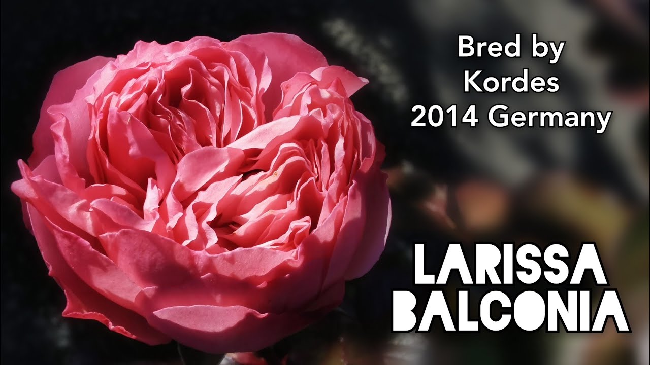LARISSA BALCONIA ROSE plant by KORDES 2014 Ground Cover Roses - YouTube