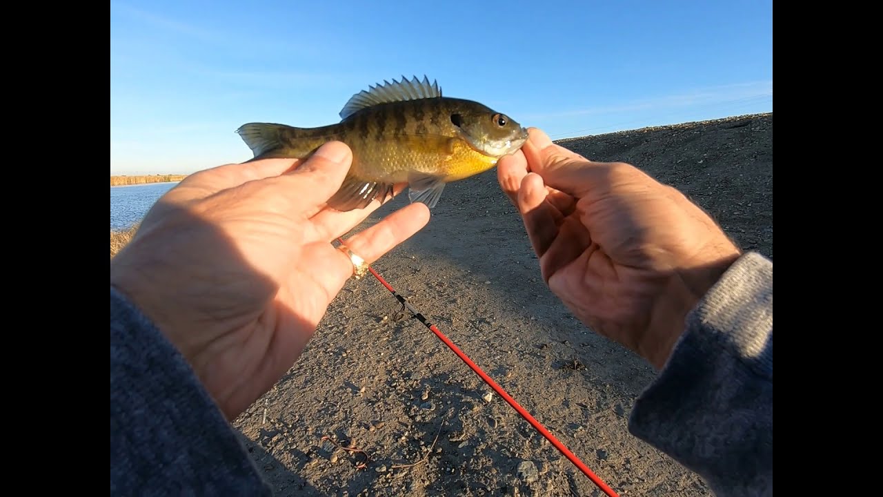 Red Ear Fishing Bass & Bluegill California Delta Stockton 11 19 2020 ...