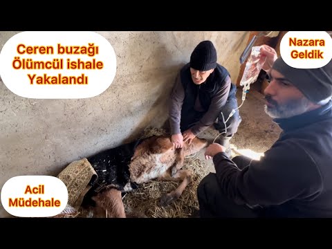 BUZAĞI ÖLÜMCÜL İSHAL / ACİL DURUM / CEREN NAZARA GELDİ