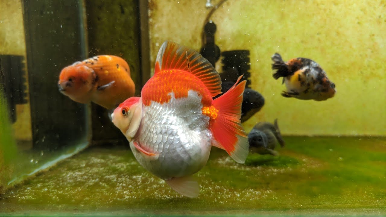 Important Things you Need when Grooming | Goldfish (based on my ...