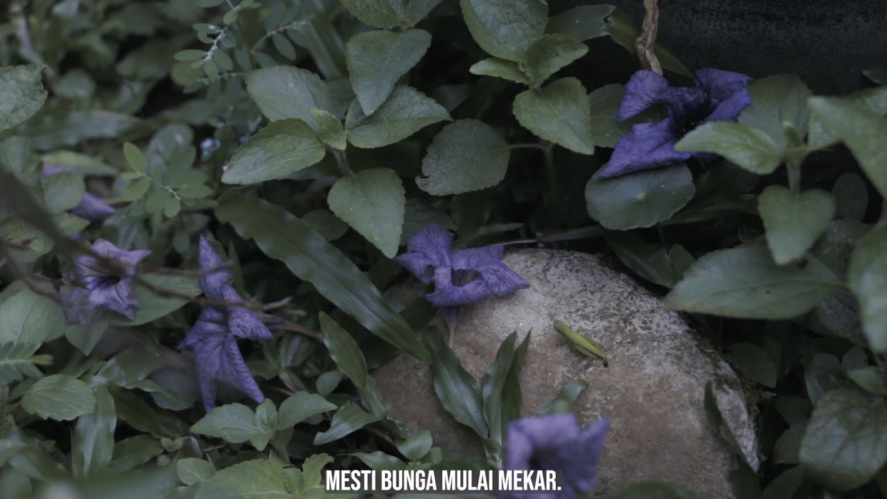 Afif Sonhajee - Blooming Flowers (Audio) - YouTube