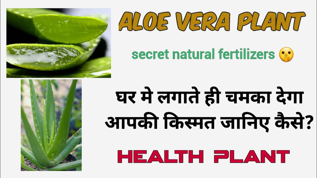 Aloe vera plant care and tips | planting, fertilizing, propagating aloe ...