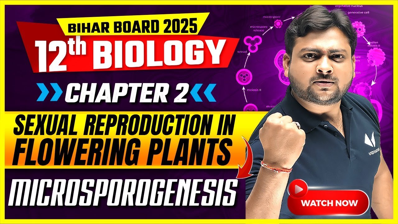 Microsporogenesis Process | Class 12 Biology Chapter 2 | Sexual ...