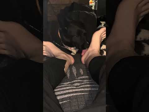 Dog Licks My Sexy Size 11 Male Feet 👣 