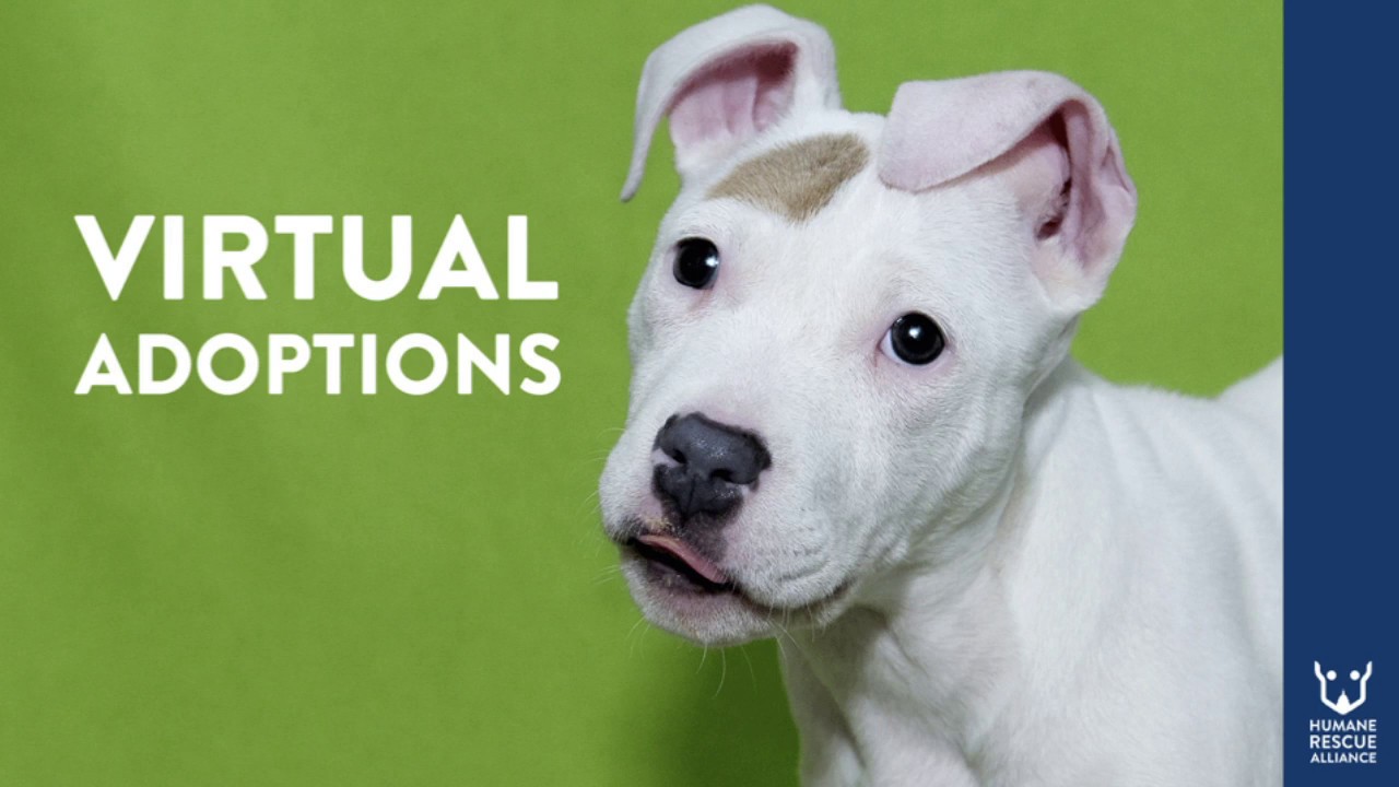 How To Start Offering Virtual Adoptions - YouTube