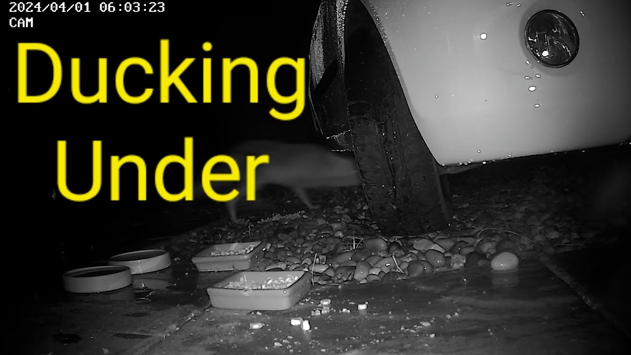 Ducking Under - YouTube