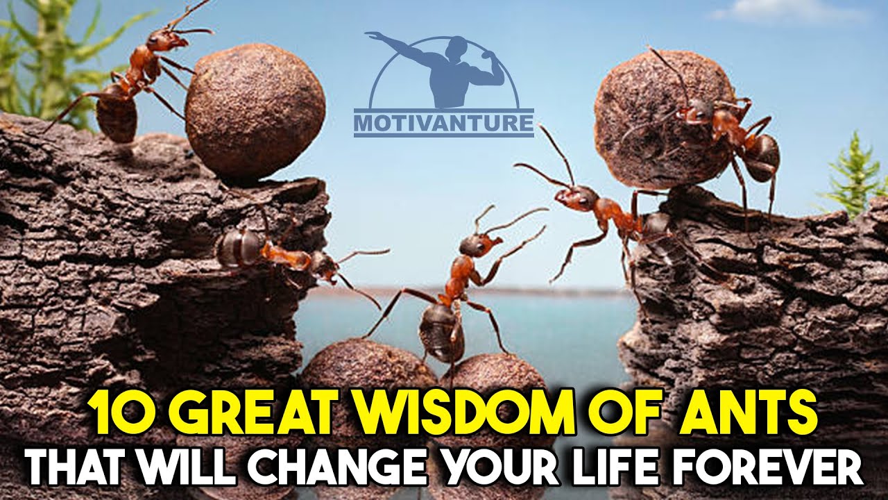 10 Great wisdom of Ants that will change your life forever ...